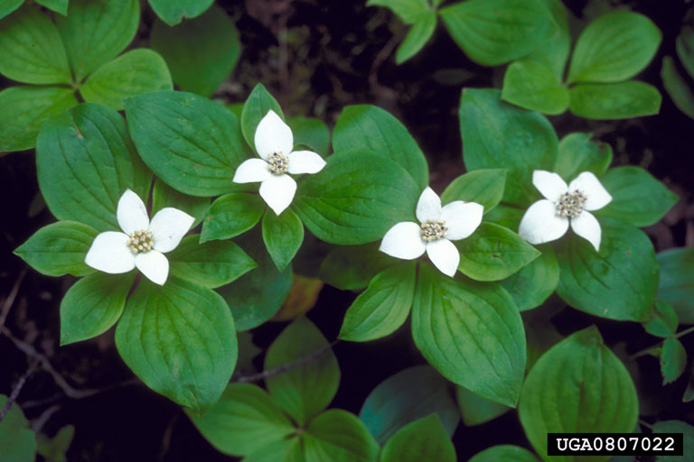 bunchberry (Cornus canadensis L.)