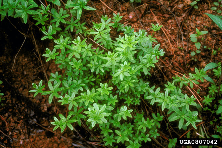 fragrant bedstraw (Galium triflorum)