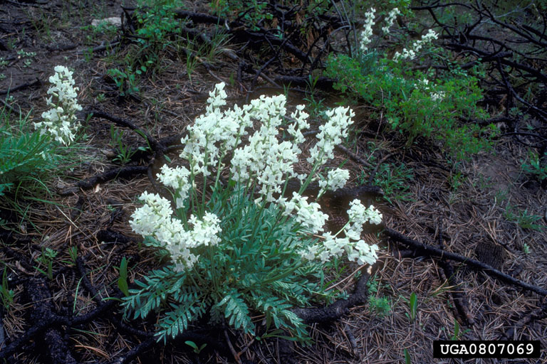 white locoweed (Oxytropis sericea)