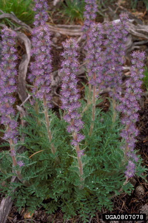 silky phacelia (Phacelia sericea)