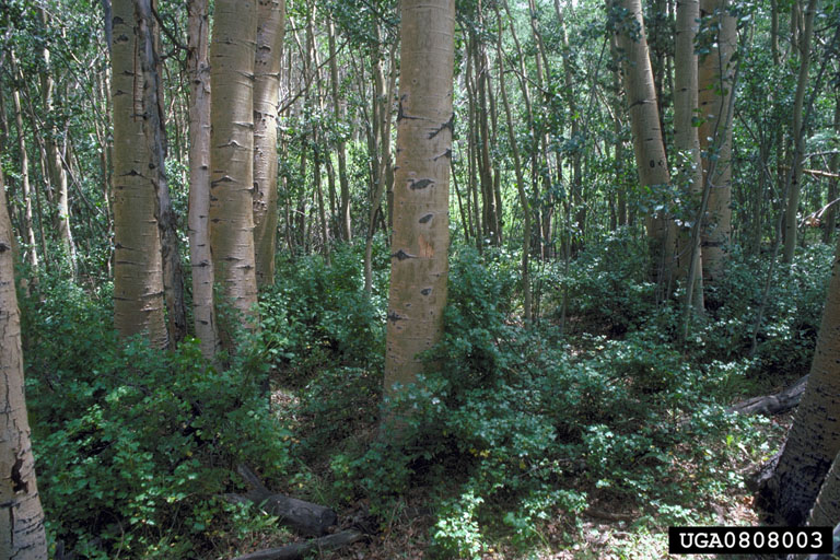 quaking aspen (Populus tremuloides Michx.)