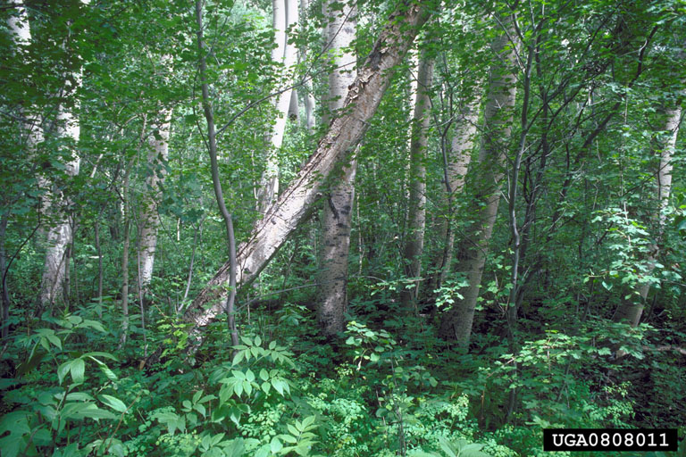 quaking aspen (Populus tremuloides)