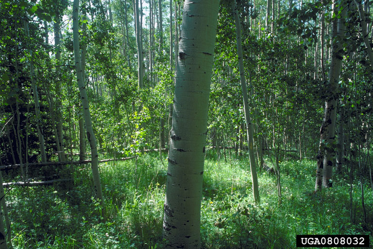 quaking aspen (Populus tremuloides)