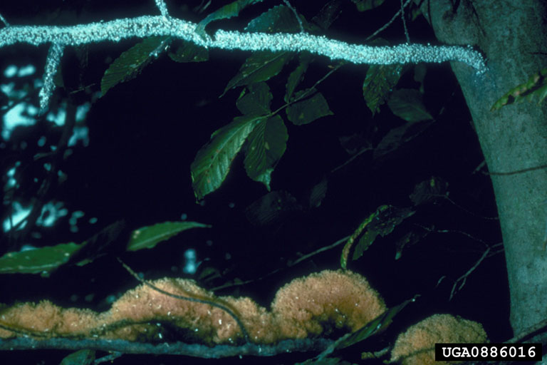 beech blight aphid (Grylloprociphilus imbricator)