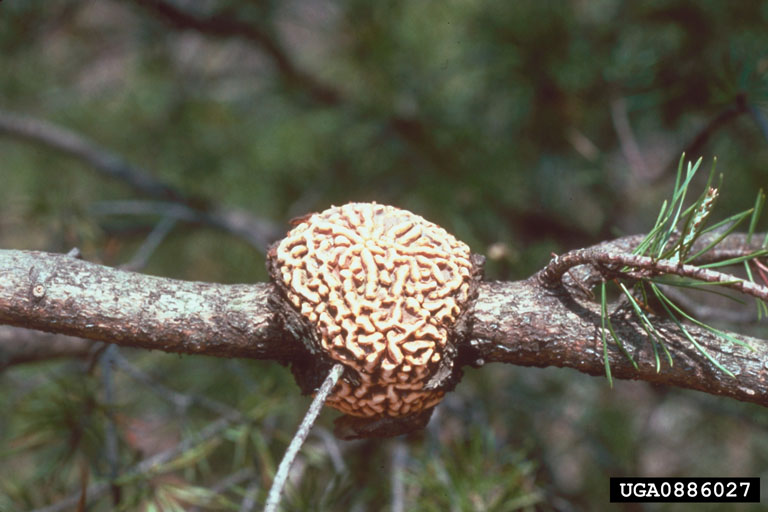 gall rust of Virginia pine (Cronartium quercuum f.sp. virginianae (Berk ...