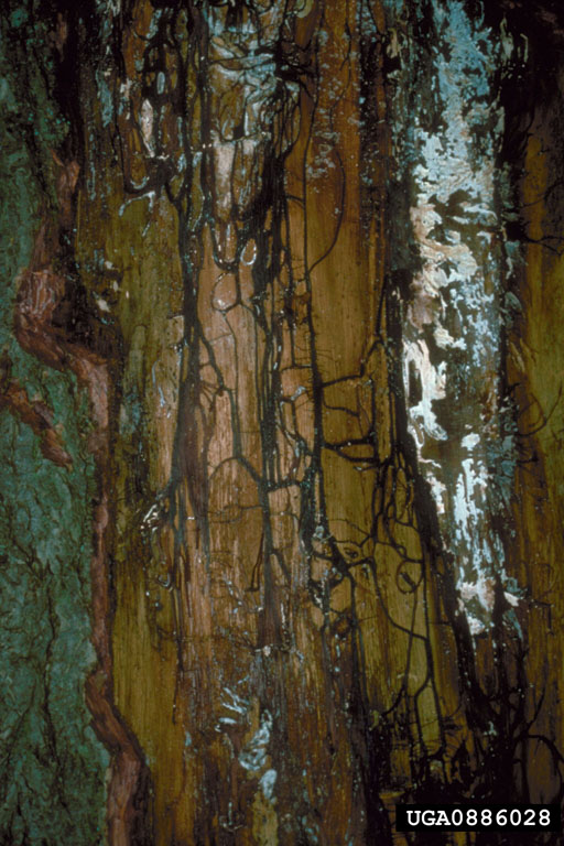 Armillaria root rots, Armillaria spp. (Agaricales: Marasmiaceae) - 0886028