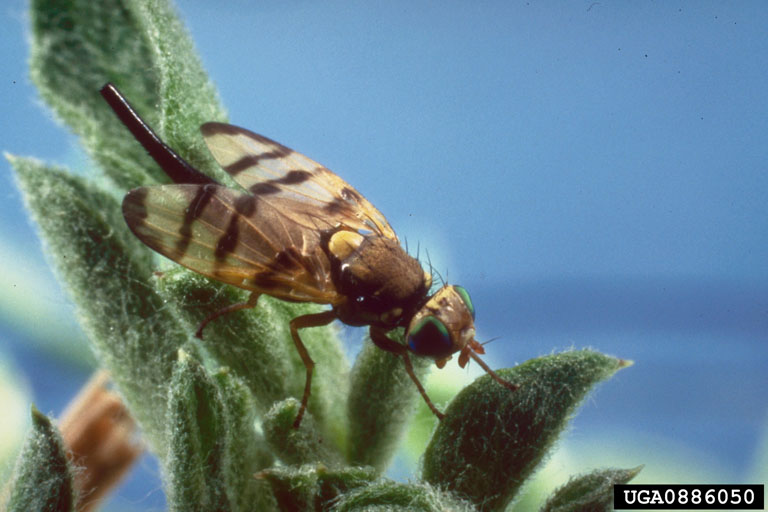knapweed gall fly (Urophora affinis)