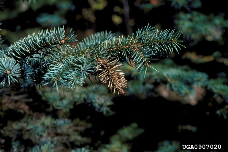 Cooley spruce gall adelgid (Adelges cooleyi)