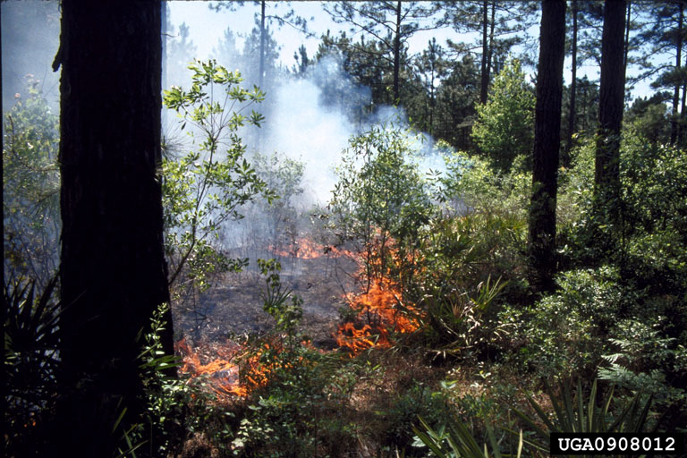 fire on slash pine (Pinus elliottii ) - 0908012