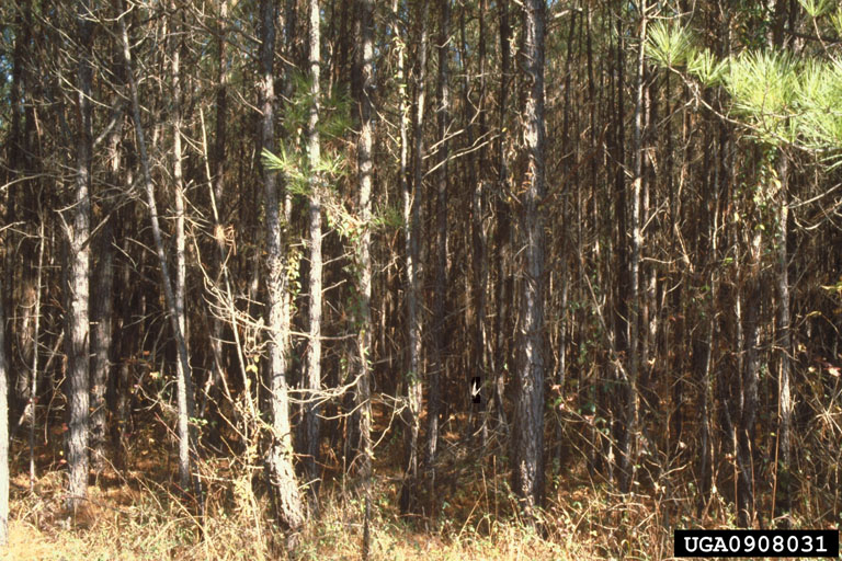 precommercial thinning