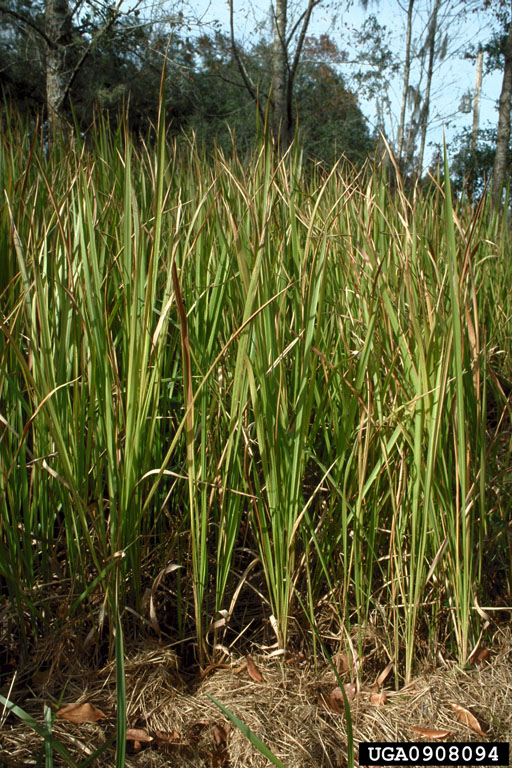 cogongrass (Imperata cylindrica (L.) Beauv.)