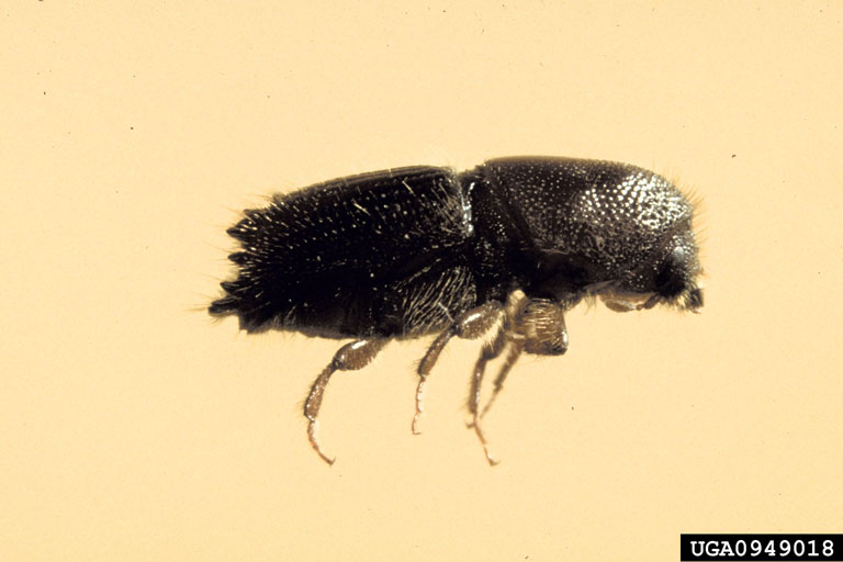 sixspined ips (Ips calligraphus)