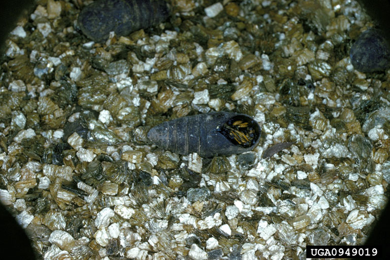 pandora moth (Coloradia pandora Blake)