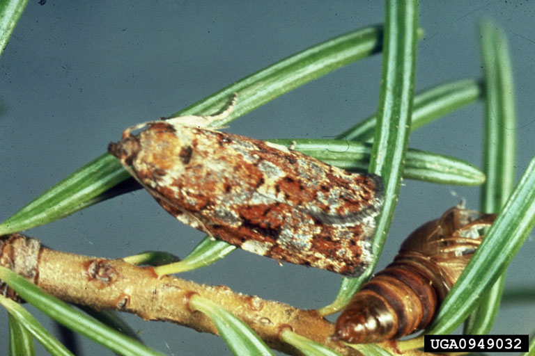 western spruce budworm (Choristoneura occidentalis)