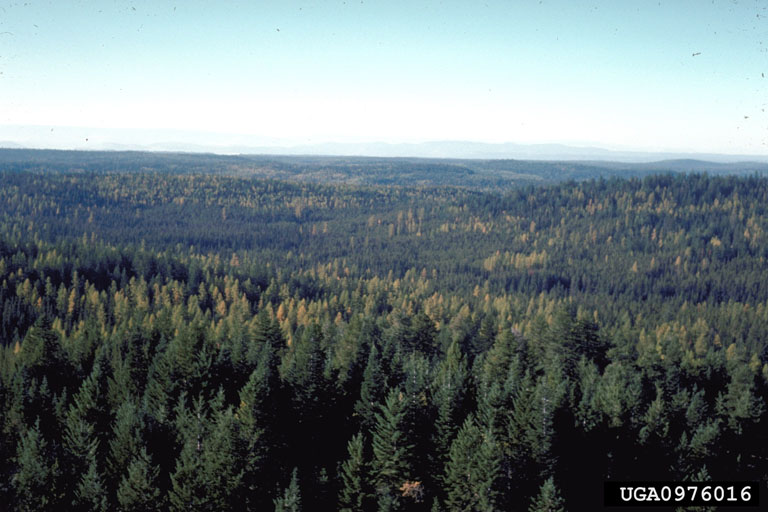 western larch (Larix occidentalis)