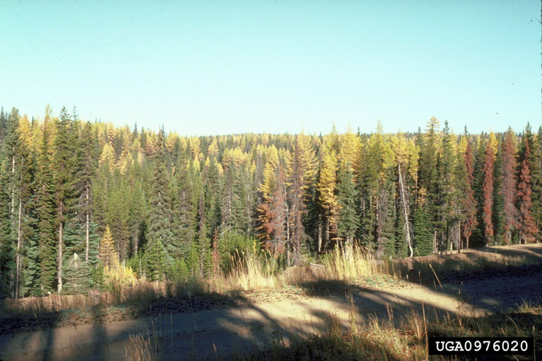 western larch (Larix occidentalis Nutt.)