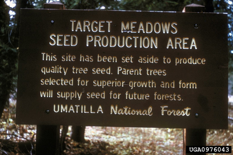 seed orchard/seed production areas