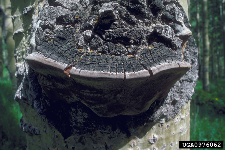white heartwood rot (Phellinus tremulae (Bondartsev) Bondartsev ...