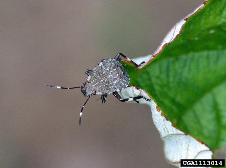 brown marmorated stink bug (Halyomorpha halys)