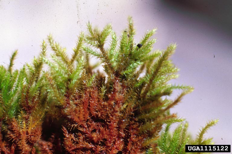 goldenleaf campylium moss (Campylium chrysophyllum Brid.) J. Lange)