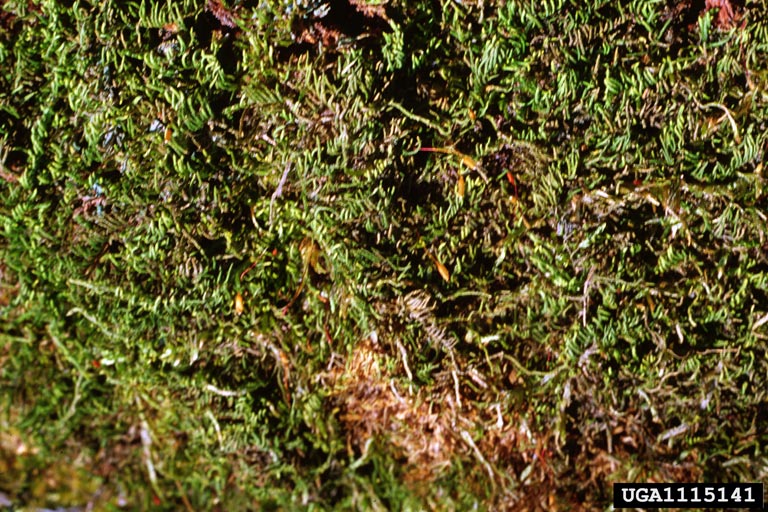 thelia moss (Thelia hirtella Hedw.) Sull. in Sull & Lesq.)