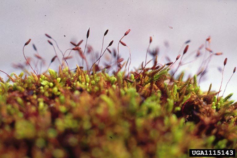 anomodon moss (Anomodon rostratus)