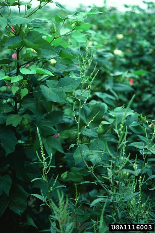 Palmer amaranth (Amaranthus palmeri S. Wats.)
