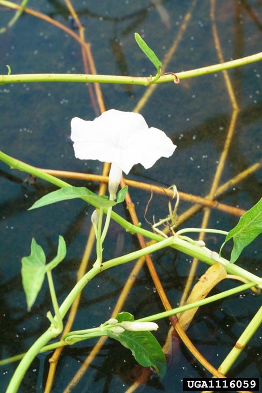 swamp morning-glory (Ipomoea aquatica Forssk.)
