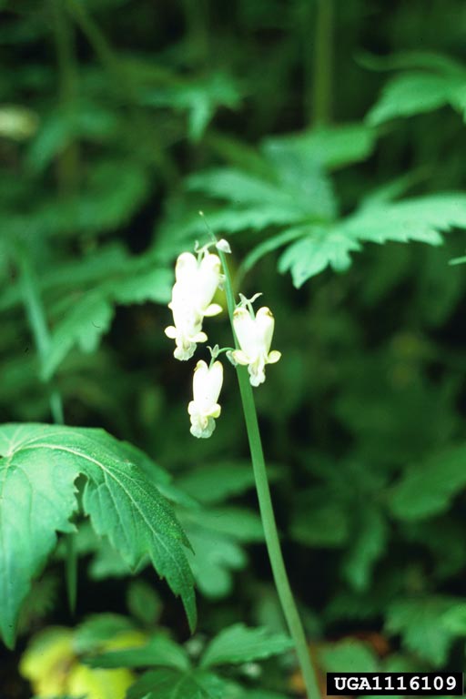 squirrel corn (Dicentra canadensis (Goldie) Walp.)