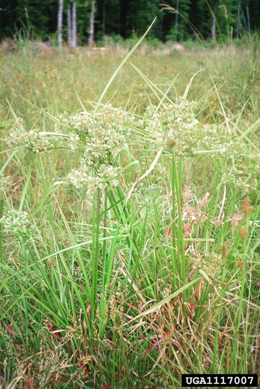 green sedge (Cyperus virens Michx.)