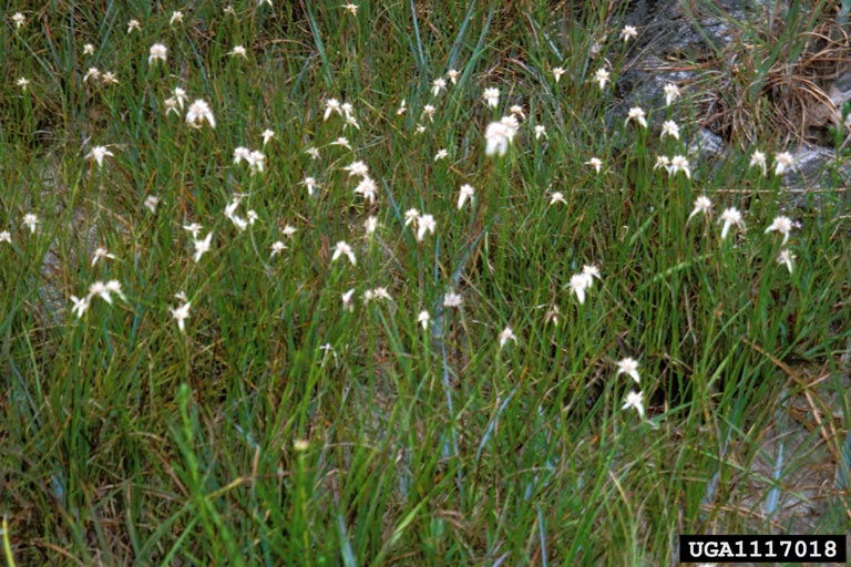 whitetop sedge (Rhynchospora colorata (L.) H. Pfeiffer)