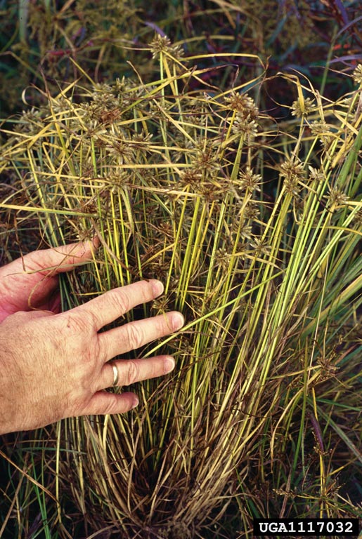 bloodscale sedge (Cyperus sanguinolentus Vahl.)