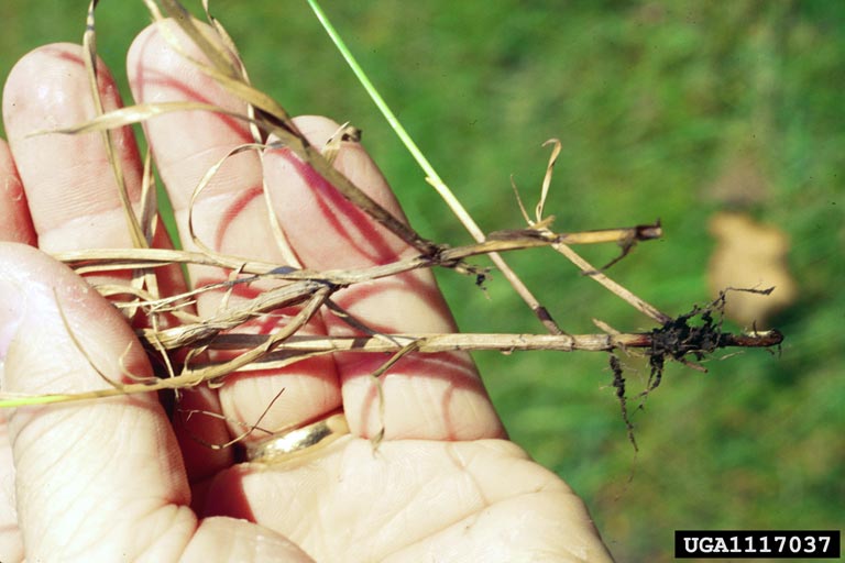bloodscale sedge (Cyperus sanguinolentus)