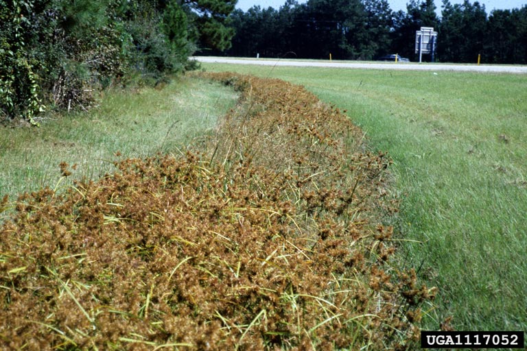 pilose sedge (Cyperus pilosus Vahl)