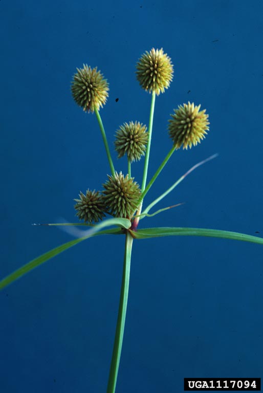 globe flatsedge, Cyperus echinatus (Cyperales: Cyperaceae) - 1117094