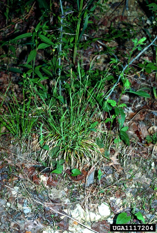 slender looseflower sedge (Carex gracilescens Steud.)