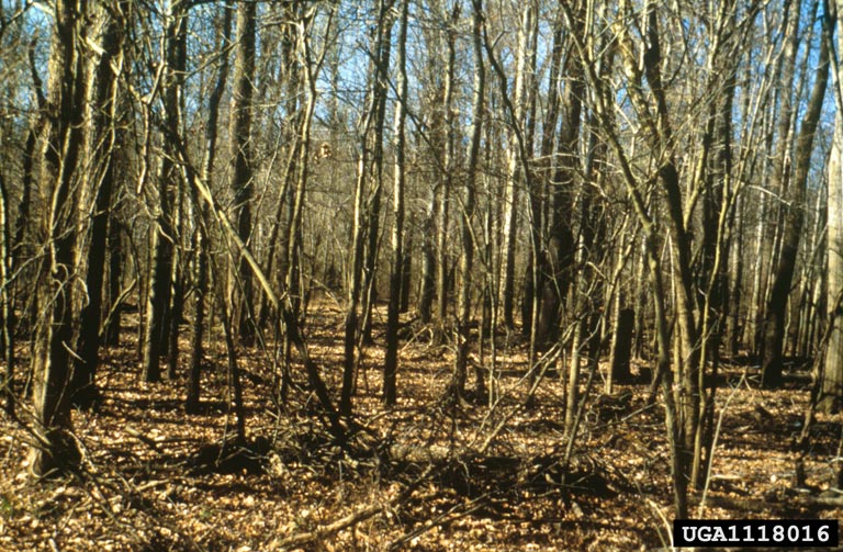 bottomland hardwoods