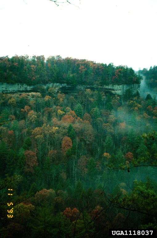 mixed species stands