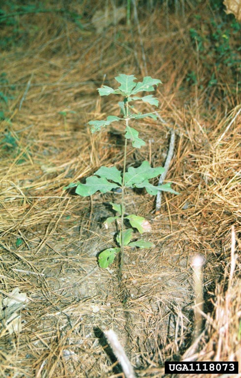 cherrybark oak (Quercus pagoda Raf.)