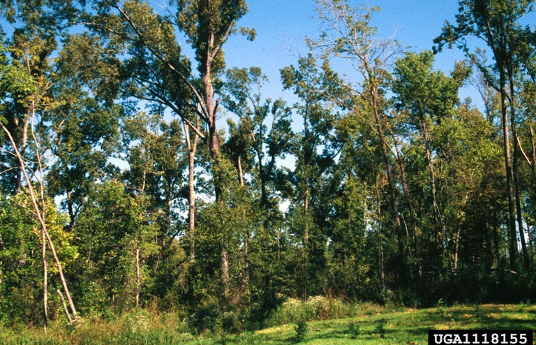 shelterwood