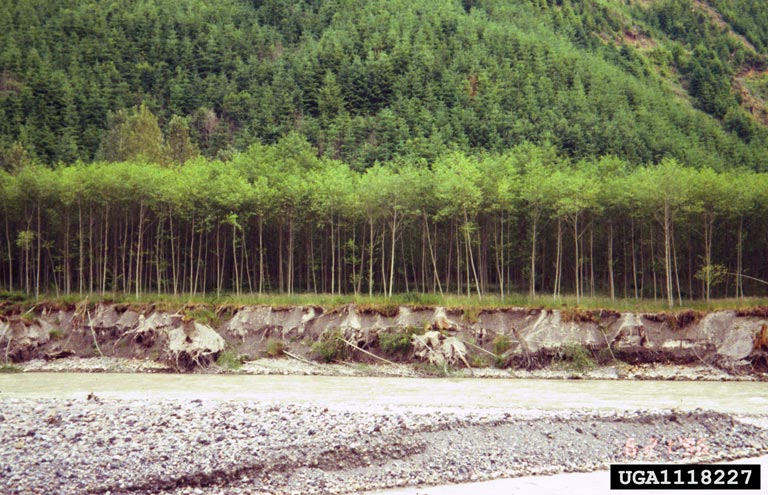 alder (Genus Alnus)