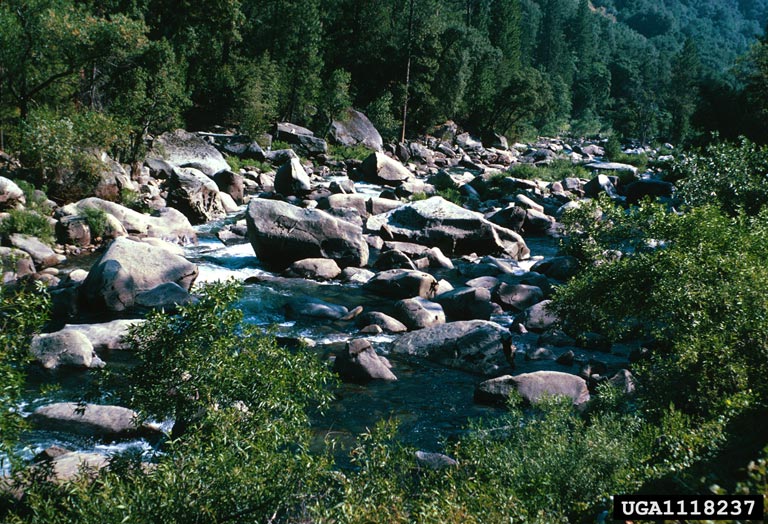 Streams And Rivers Biome