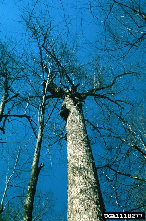yellow-poplar (Liriodendron tulipifera)
