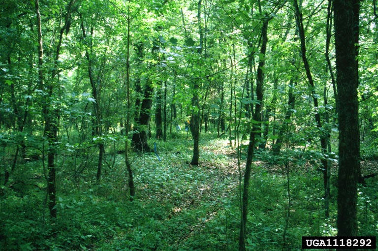 bottomland hardwoods