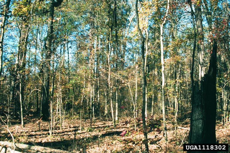 bottomland hardwoods