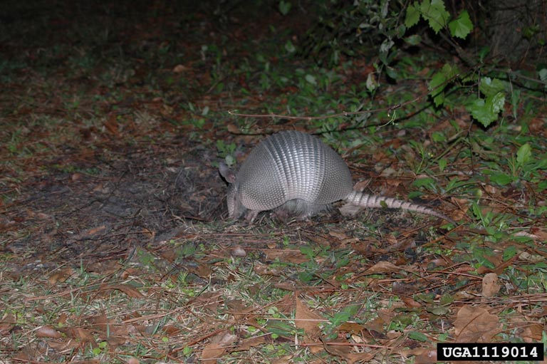 nine-banded armadillo (Dasypus novemcinctus Linnaeus, 1758)