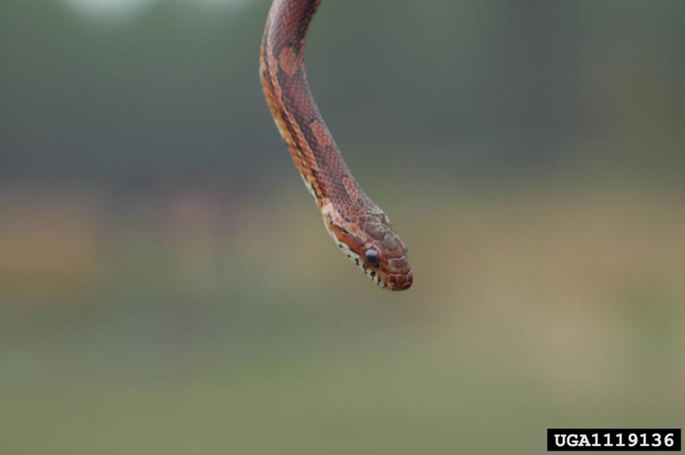 eastern corn snake (Pantherophis guttatus)