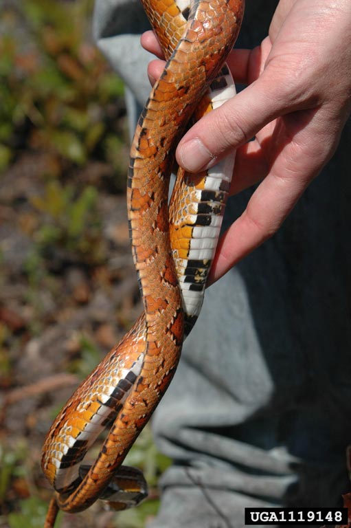 eastern corn snake (Pantherophis guttatus)