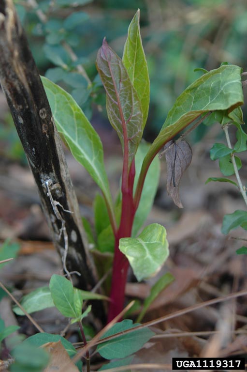 common pokeweed (Phytolacca americana L.)