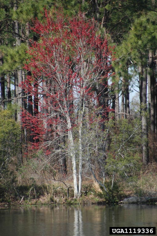 red maple (Acer rubrum L.)